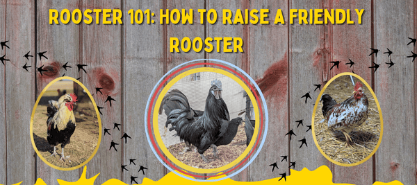 Rooster 101: How to Raise a Friendly Rooster - Cluck It All Farms