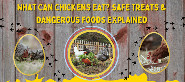 What Can Chickens Eat? Safe Treats & Dangerous Foods Explained - Cluck ...