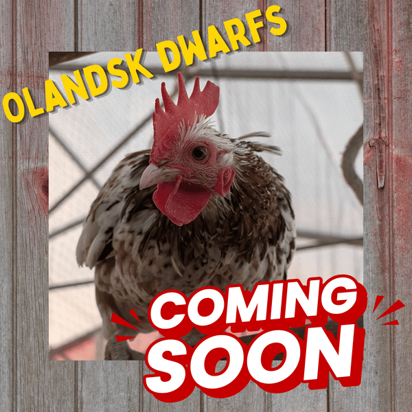 One Dozen Ölandsk Dwarf Chicken Hatching Eggs - Cluck It All Farms