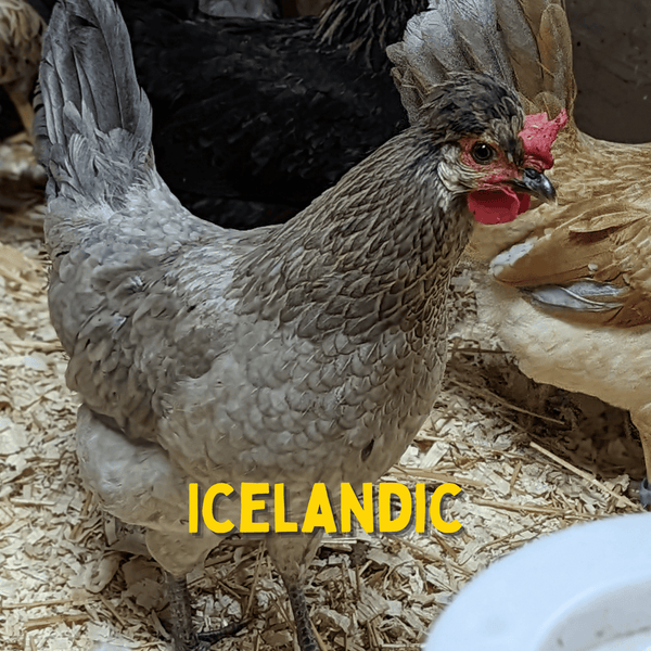One Dozen Icelandic Chicken Hatching Eggs - Cluck It All Farms