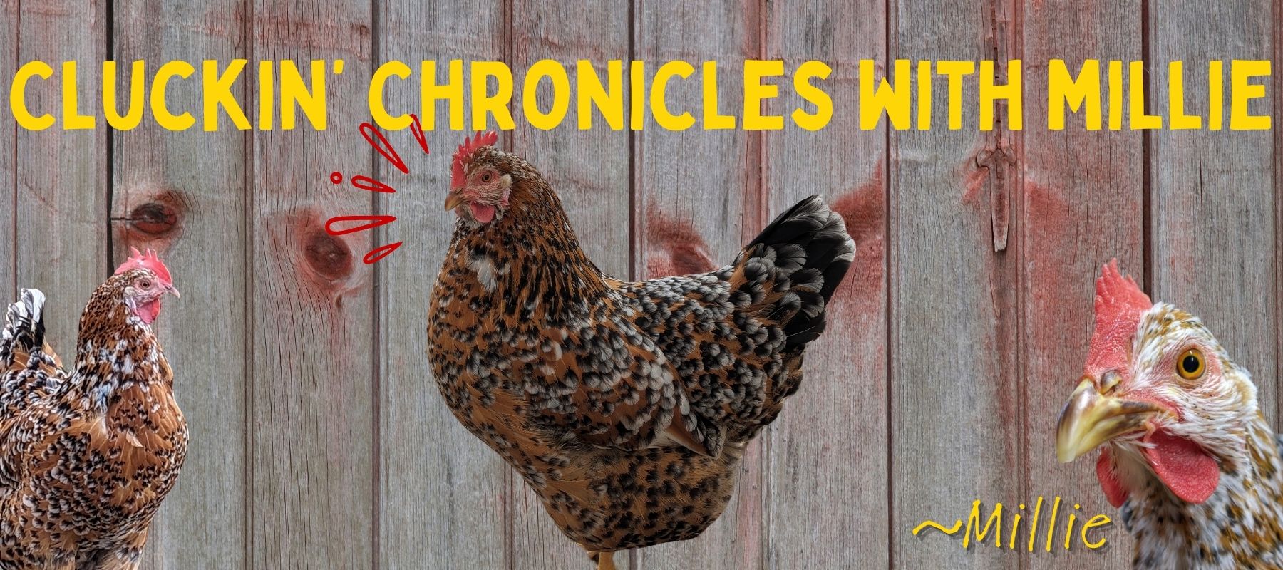 Cluckin Chronicles with Millie - Cluck It All Farms