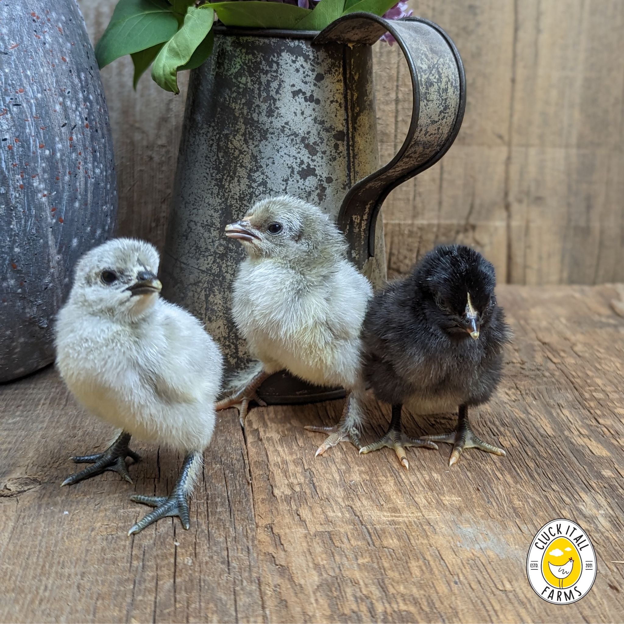 Cluck It All Farms- Where Landrace Chickens Reign Supreme!