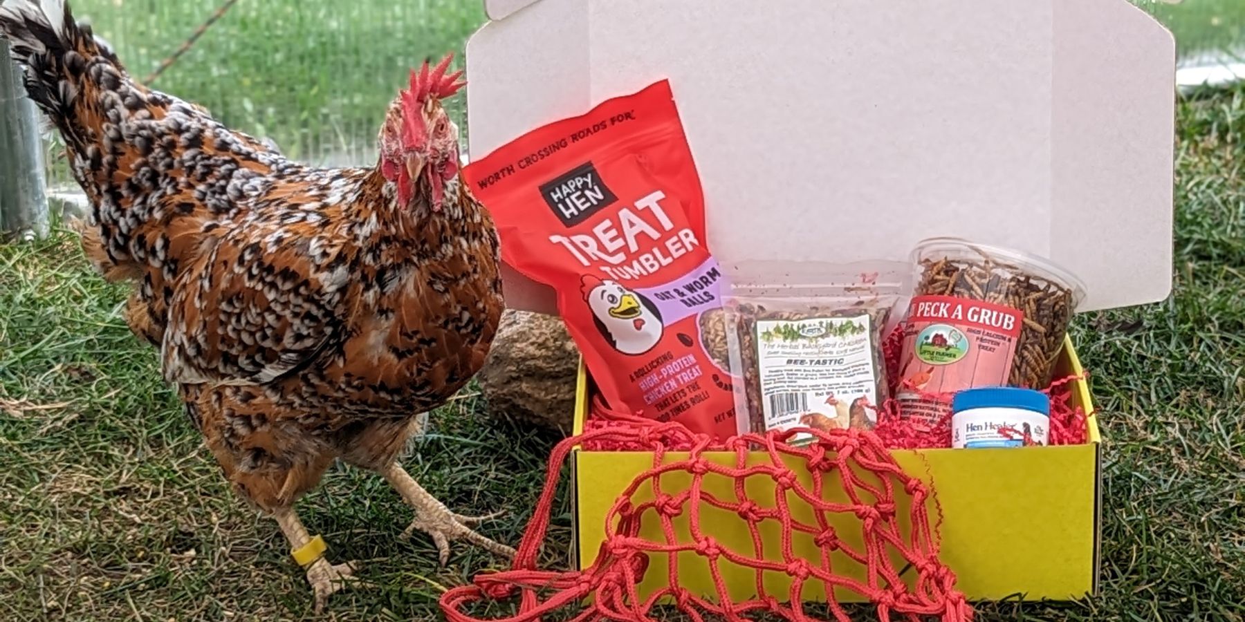 Cluck It All Farms- Where chickens are life!