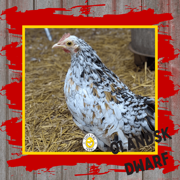 1 Dozen Ölandsk Dwarf Hatching Eggs | Rare Swedish Chickens - Cluck It ...